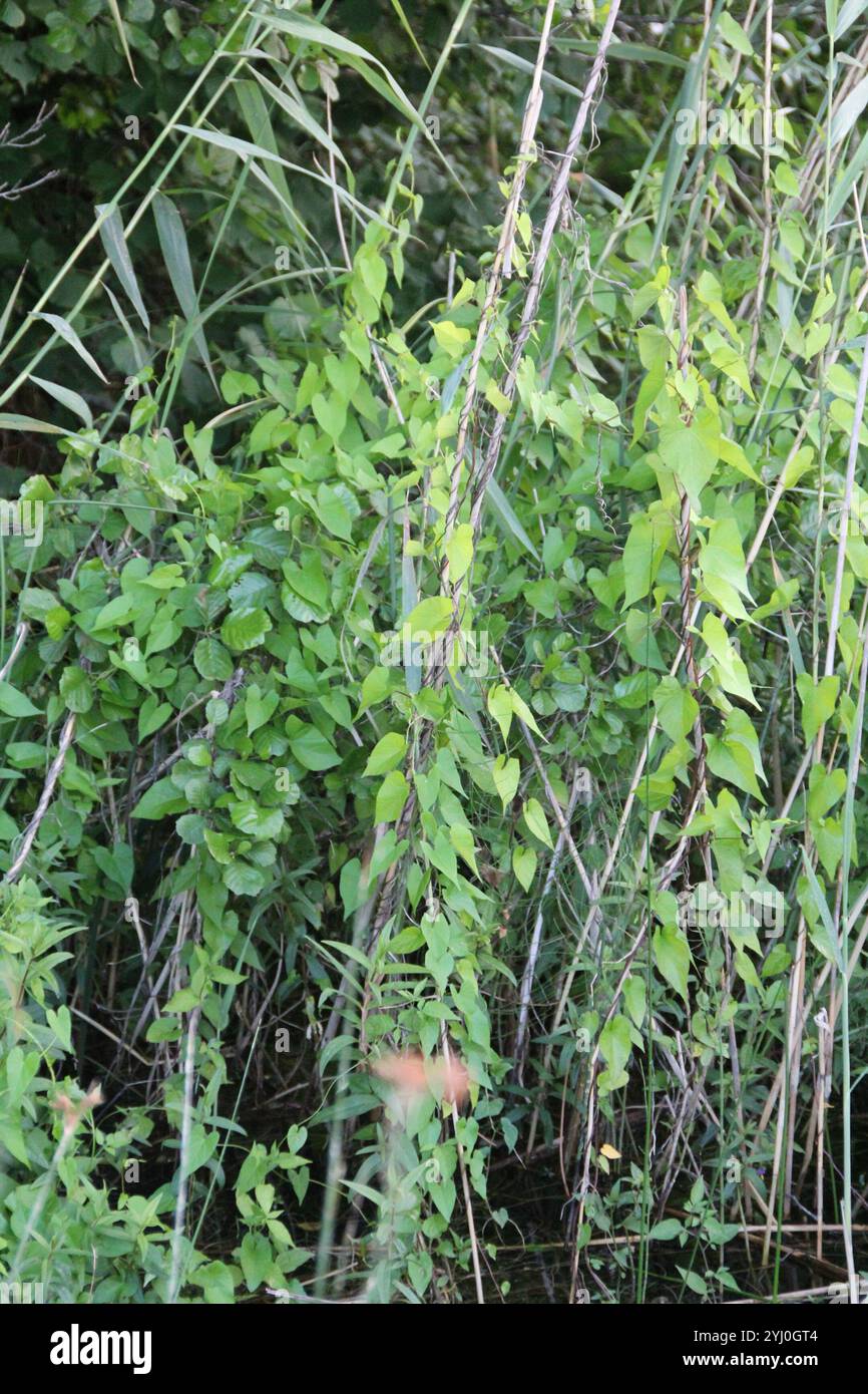 hedge bindweed (Calystegia sepium Stock Photo - Alamy