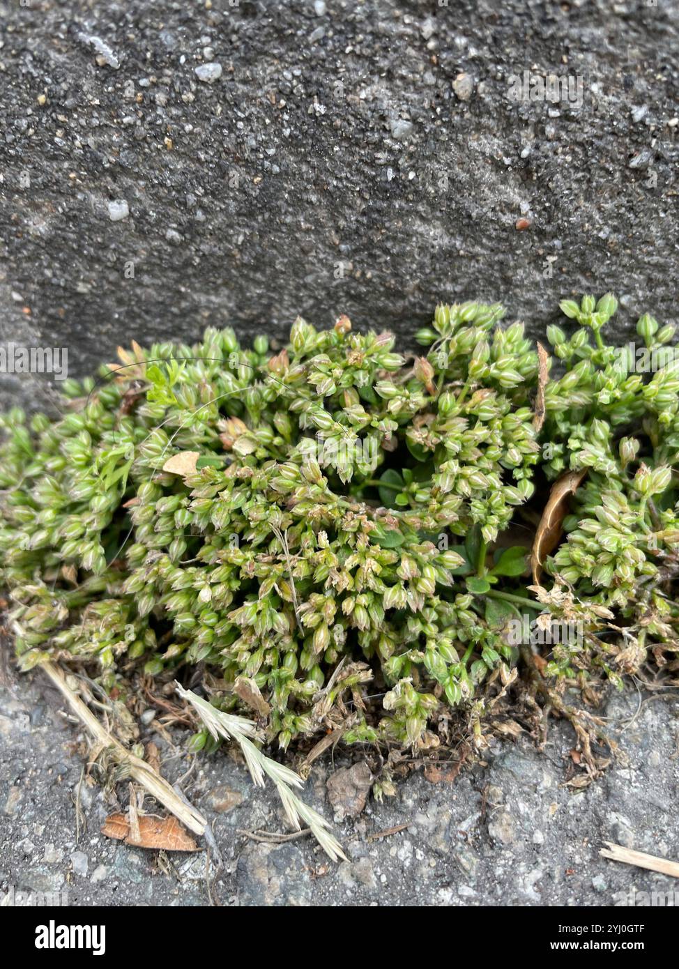 Polycarpon tetraphyllum hi-res stock photography and images - Alamy