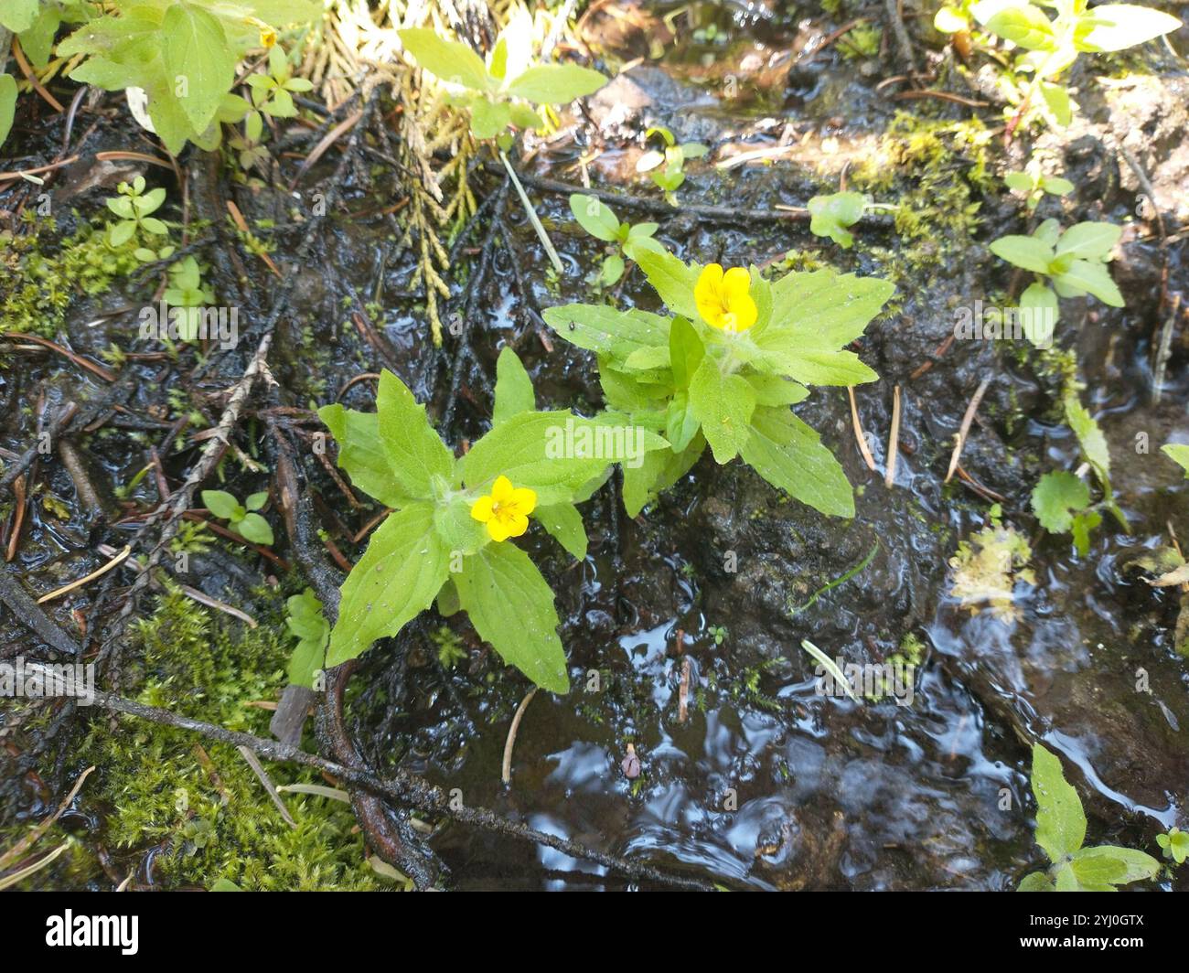 musk monkeyflower (Erythranthe moschata Stock Photo - Alamy