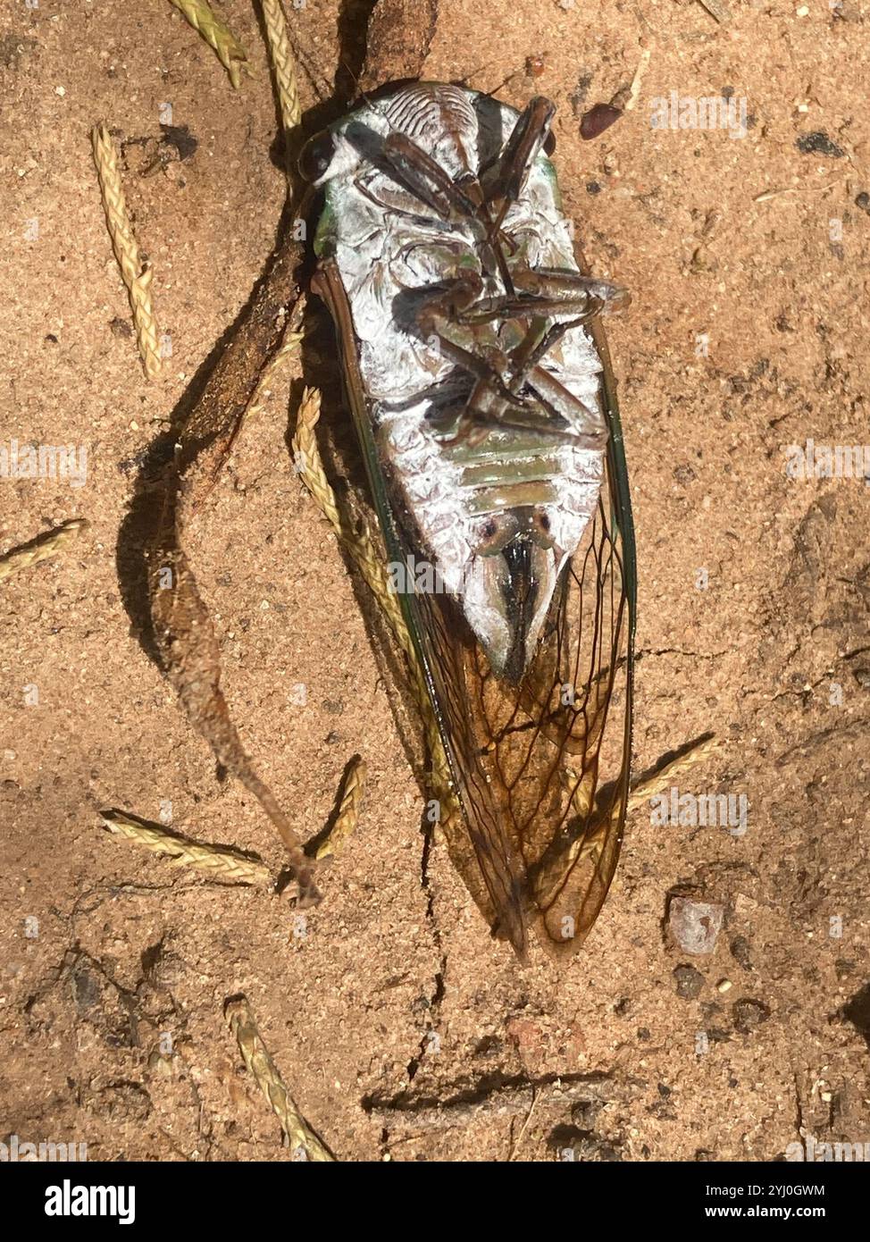 Superb Dog-day Cicada (Neotibicen superbus Stock Photo - Alamy