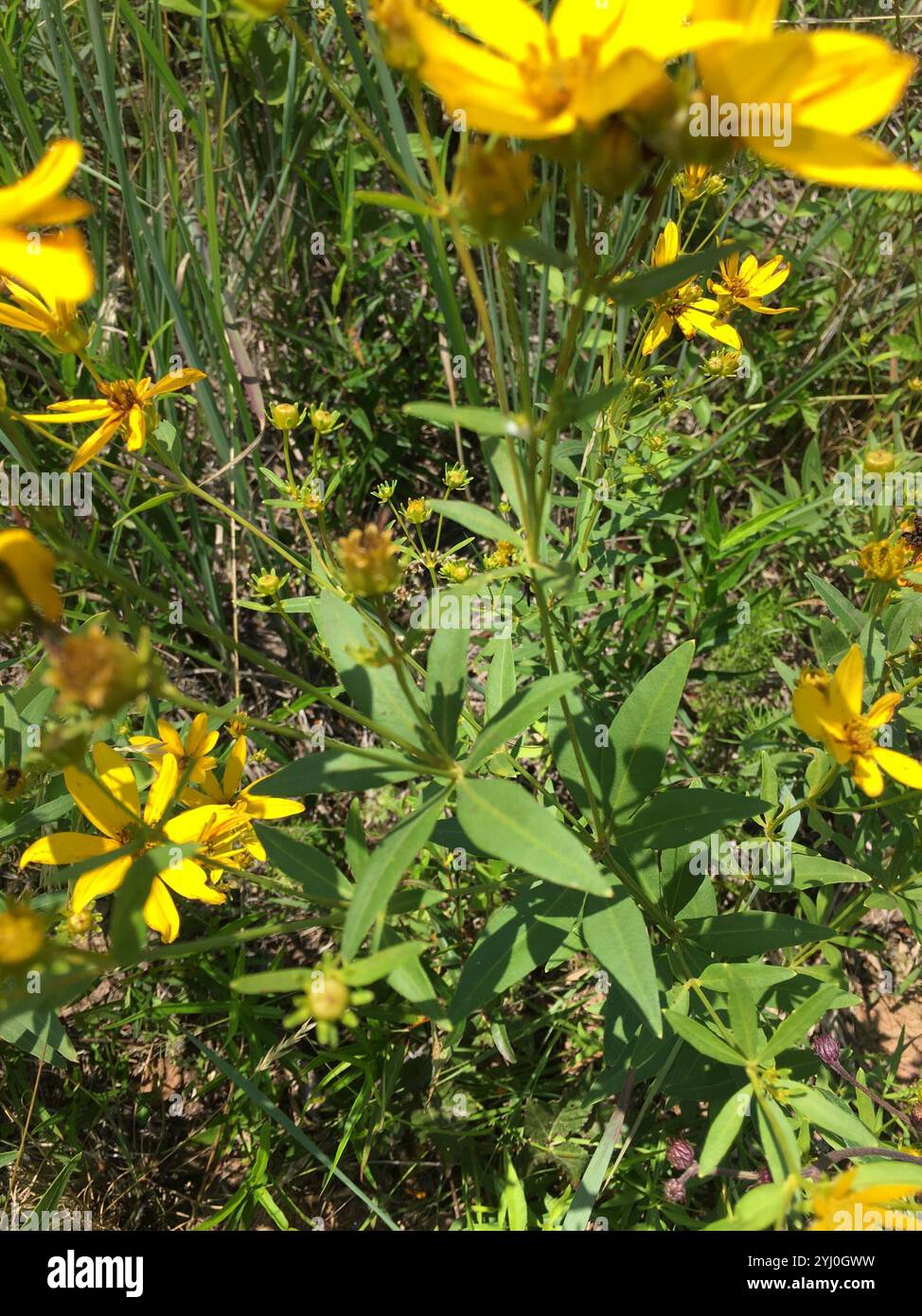 Greater Tickseed (Coreopsis major Stock Photo - Alamy