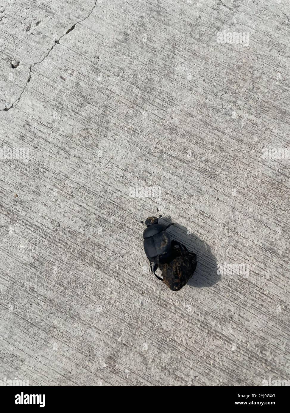 Dung Rollers (Canthon Stock Photo - Alamy