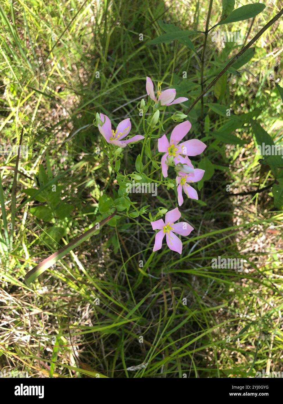 Rosepink (Sabatia angularis Stock Photo - Alamy