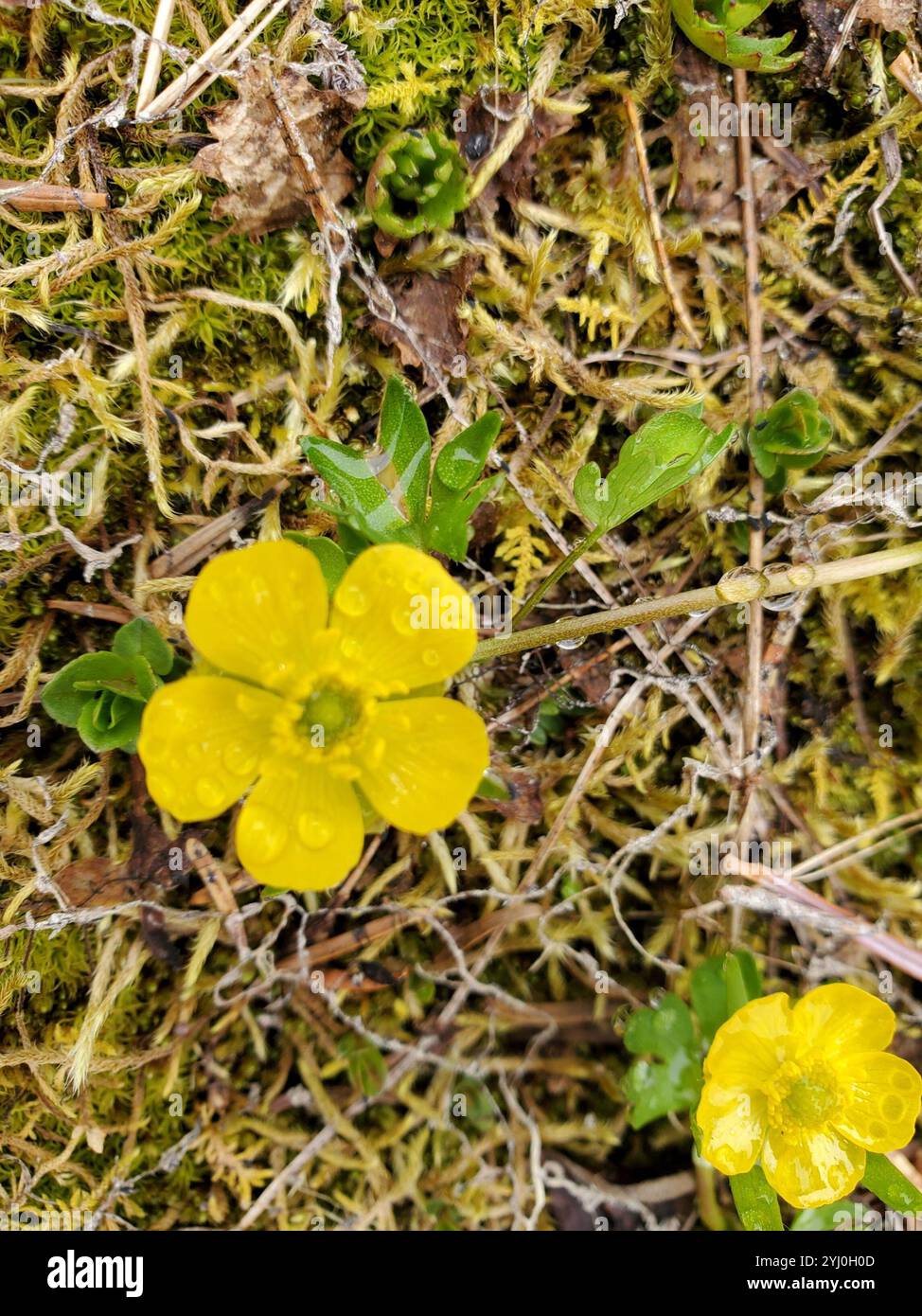 Eschscholtz's Buttercup (Ranunculus eschscholtzii Stock Photo - Alamy
