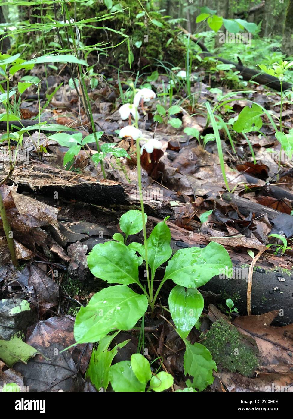 Pyrola elliptica hi-res stock photography and images - Alamy