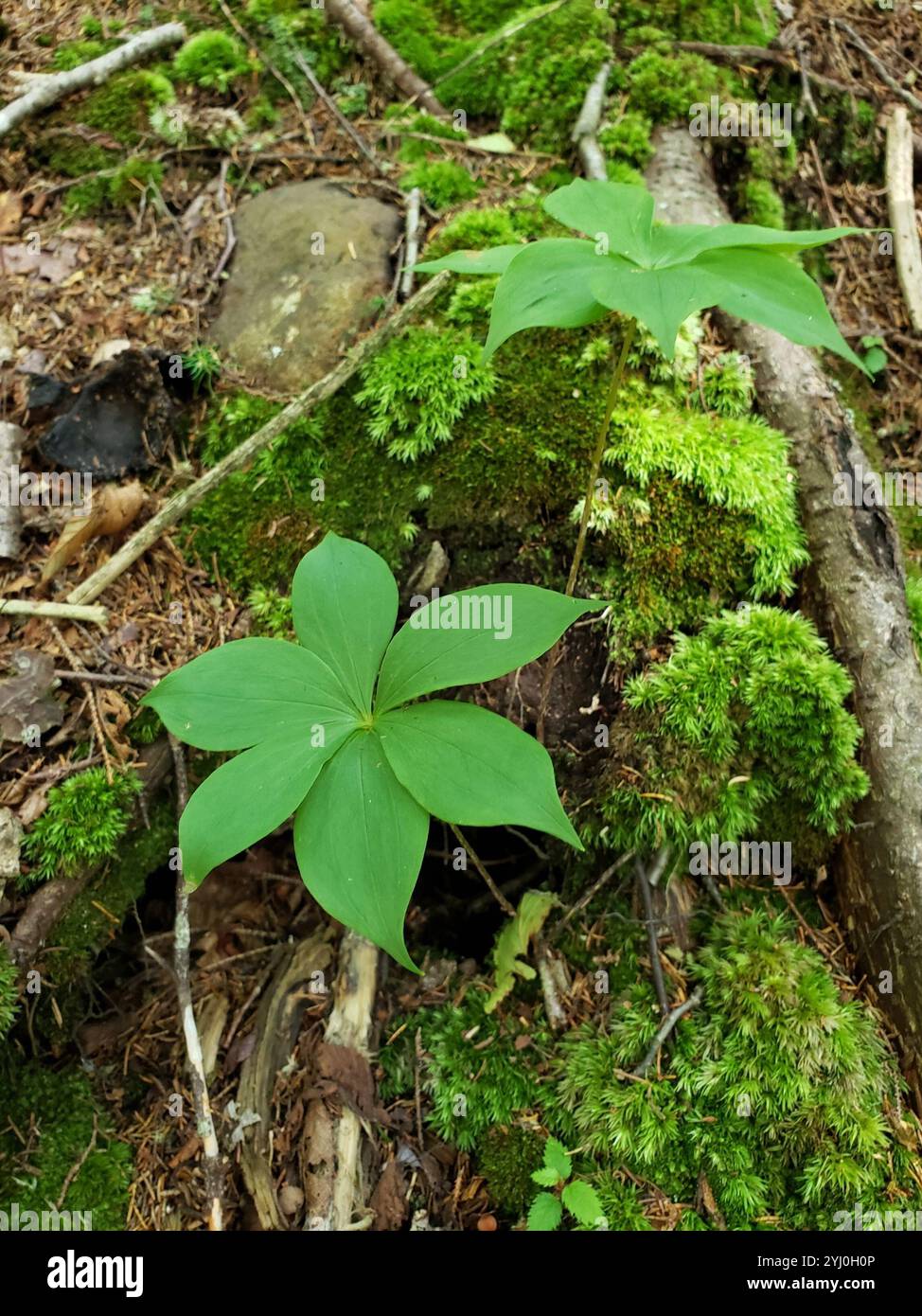Cucumber Root (Medeola virginiana Stock Photo - Alamy