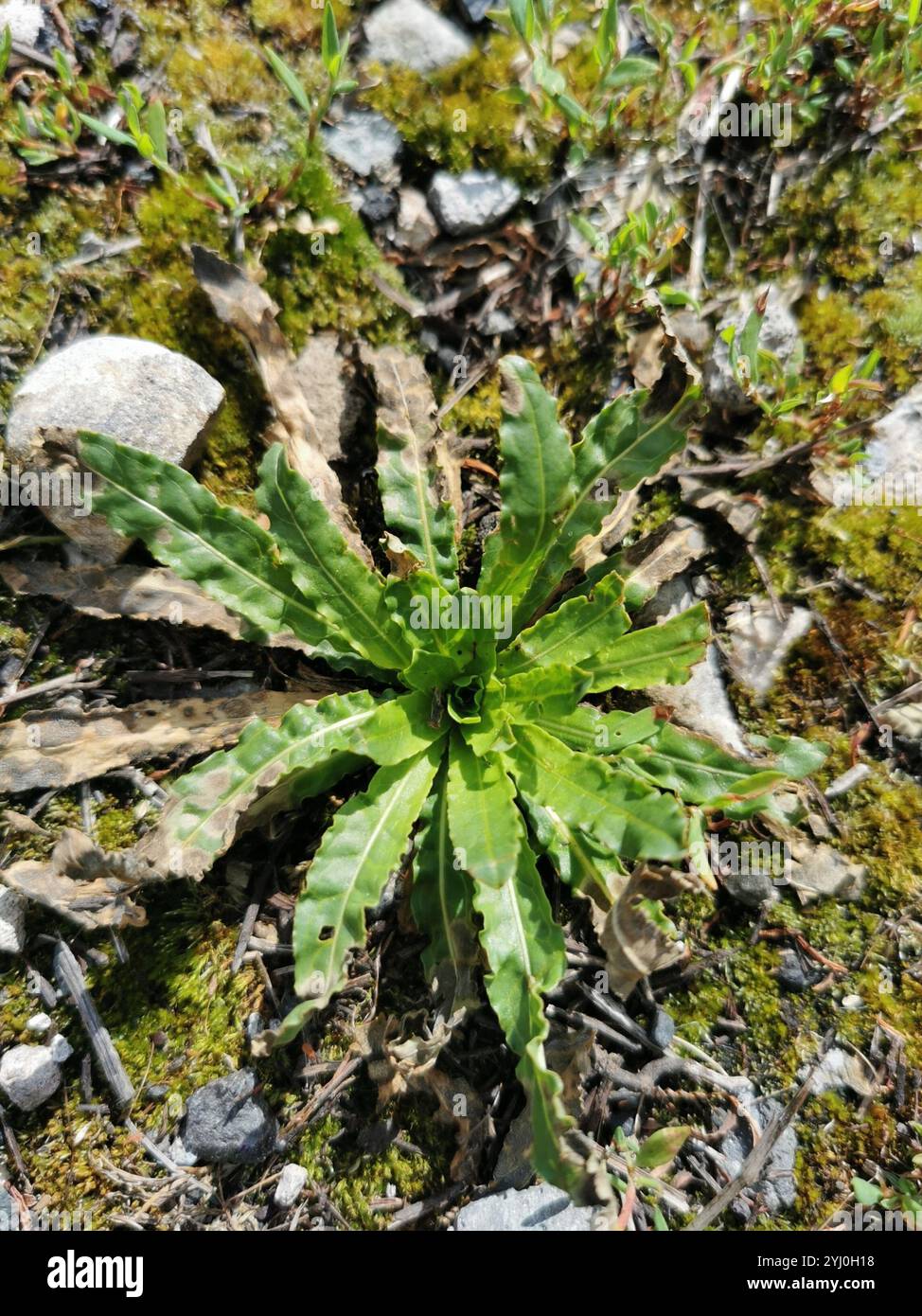 Weld (Reseda luteola Stock Photo - Alamy