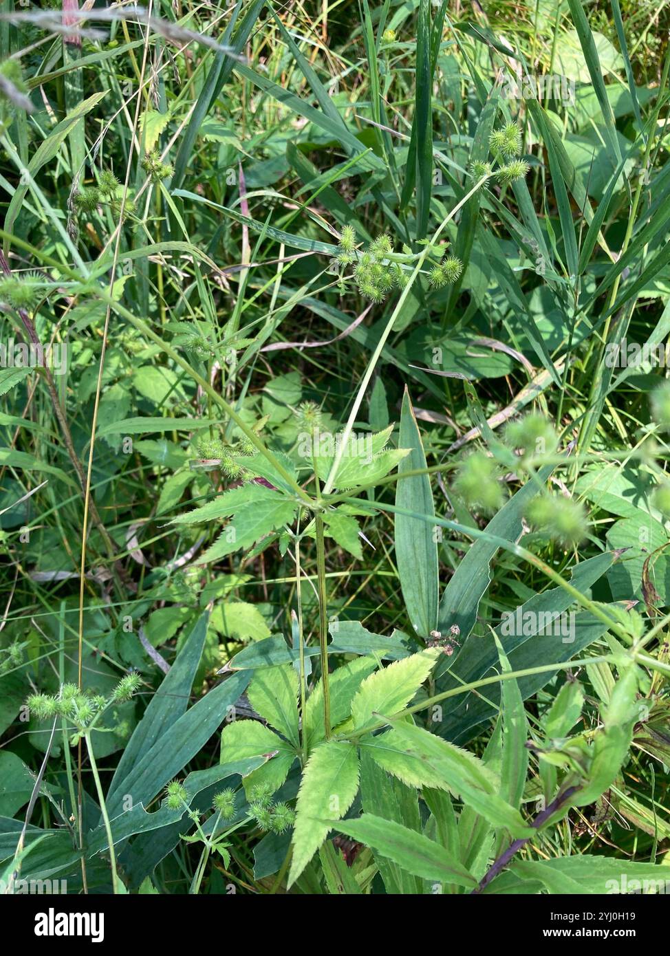 Black Snakeroot (Sanicula canadensis Stock Photo - Alamy