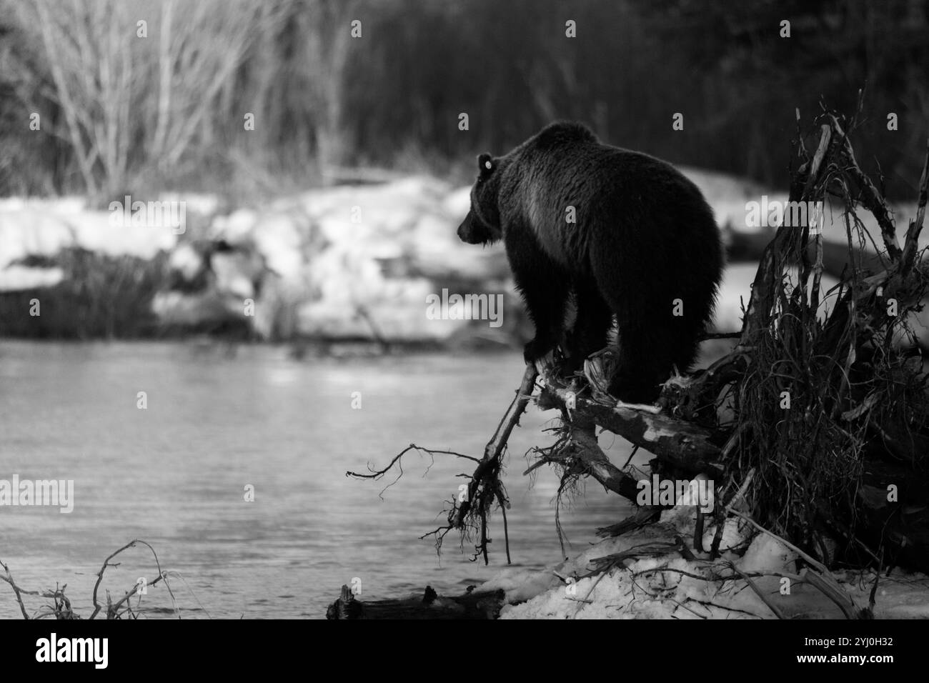 Grizzly Bear #760 of Grand Teton National Park standing on a log along ...