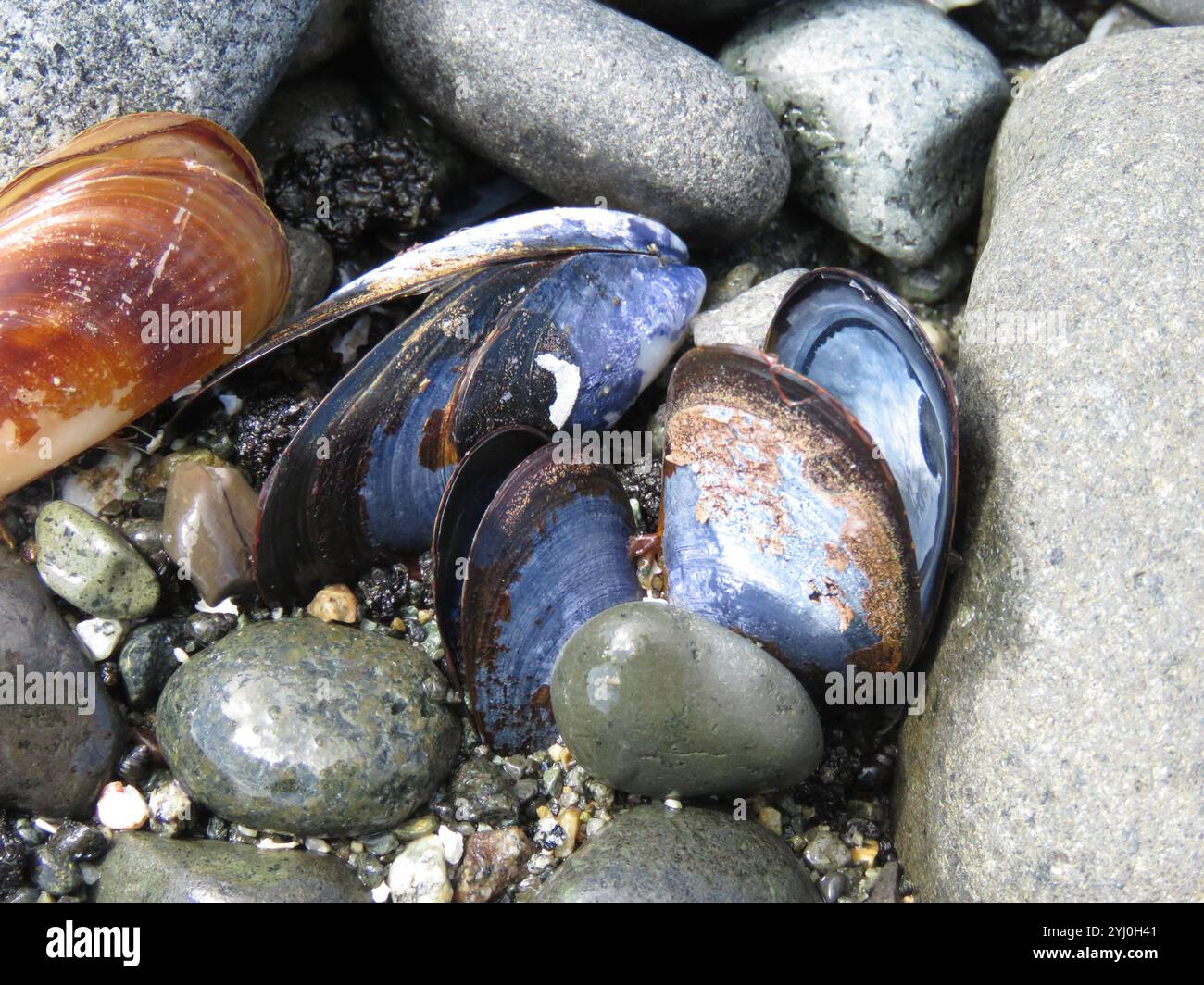 Blue Mussel Complex (Mytilus edulis Stock Photo - Alamy