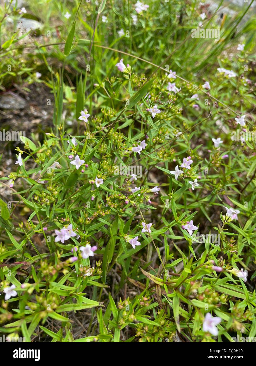 Long leaved houstonia hi-res stock photography and images - Alamy