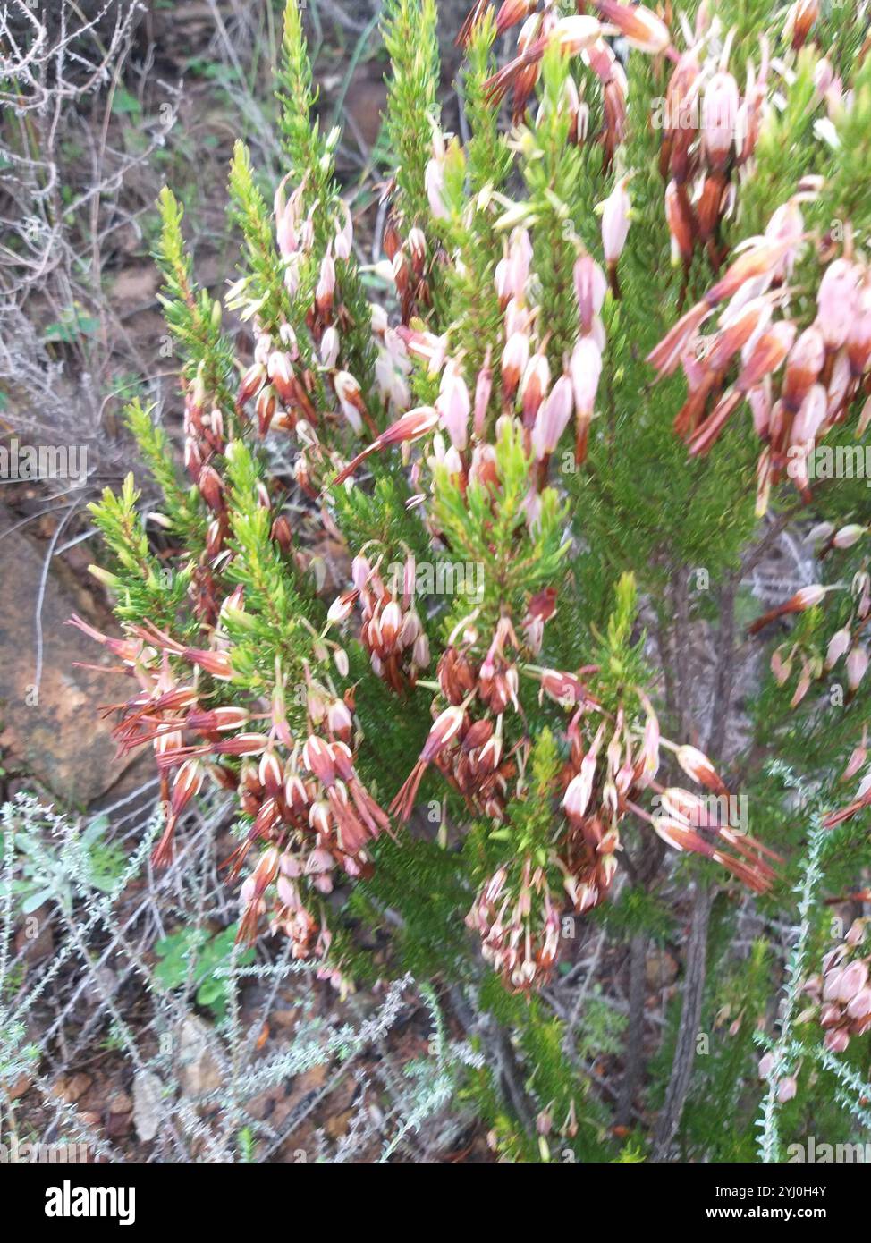 Hangertjies (Erica plukenetii Stock Photo - Alamy