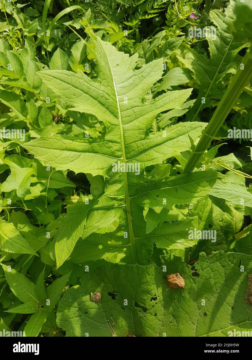Cabbage Thistle (Cirsium oleraceum Stock Photo - Alamy