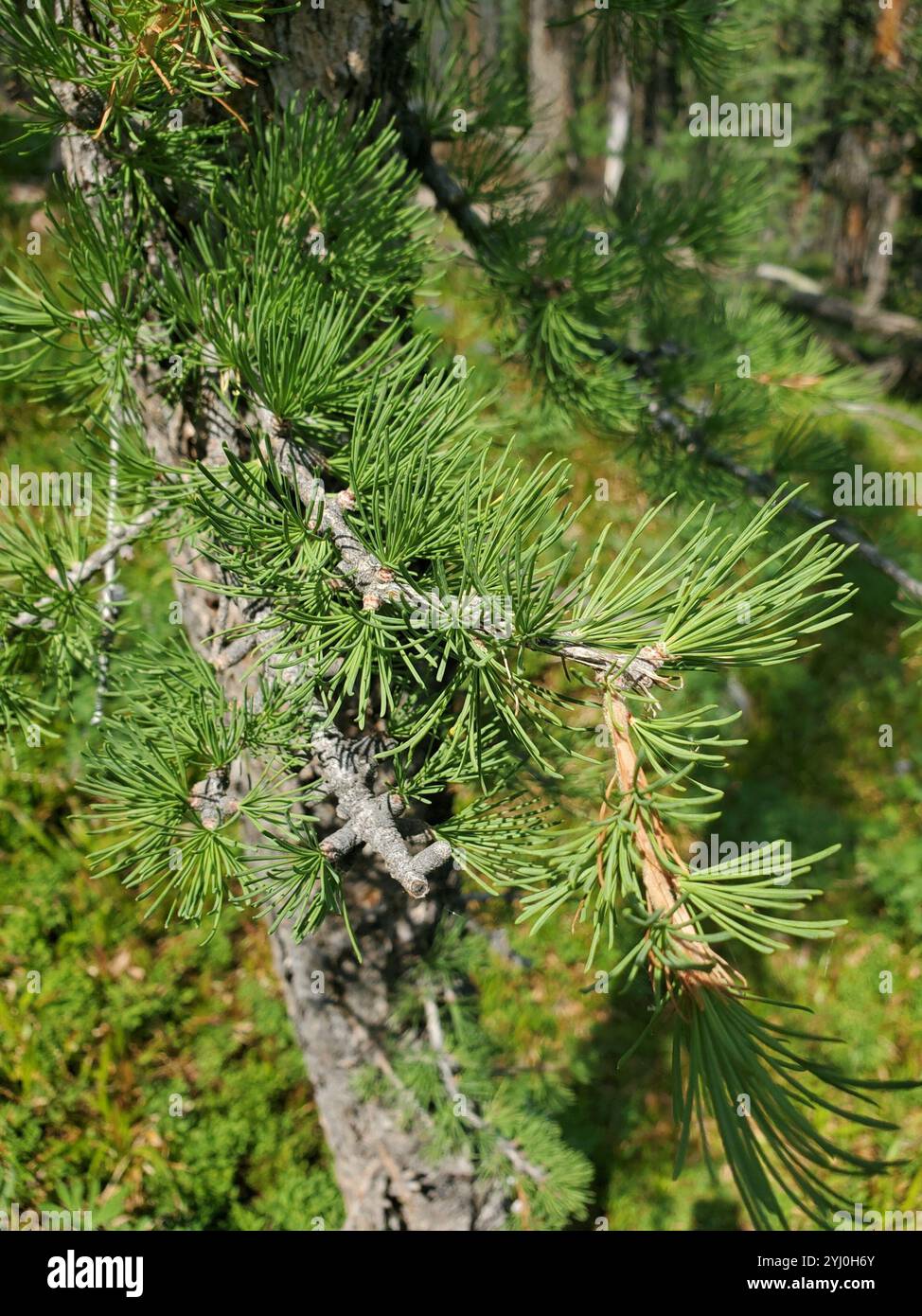 subalpine larch (Larix lyallii Stock Photo - Alamy