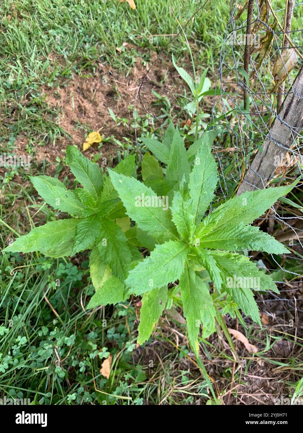 American burnweed (Erechtites hieraciifolius Stock Photo - Alamy