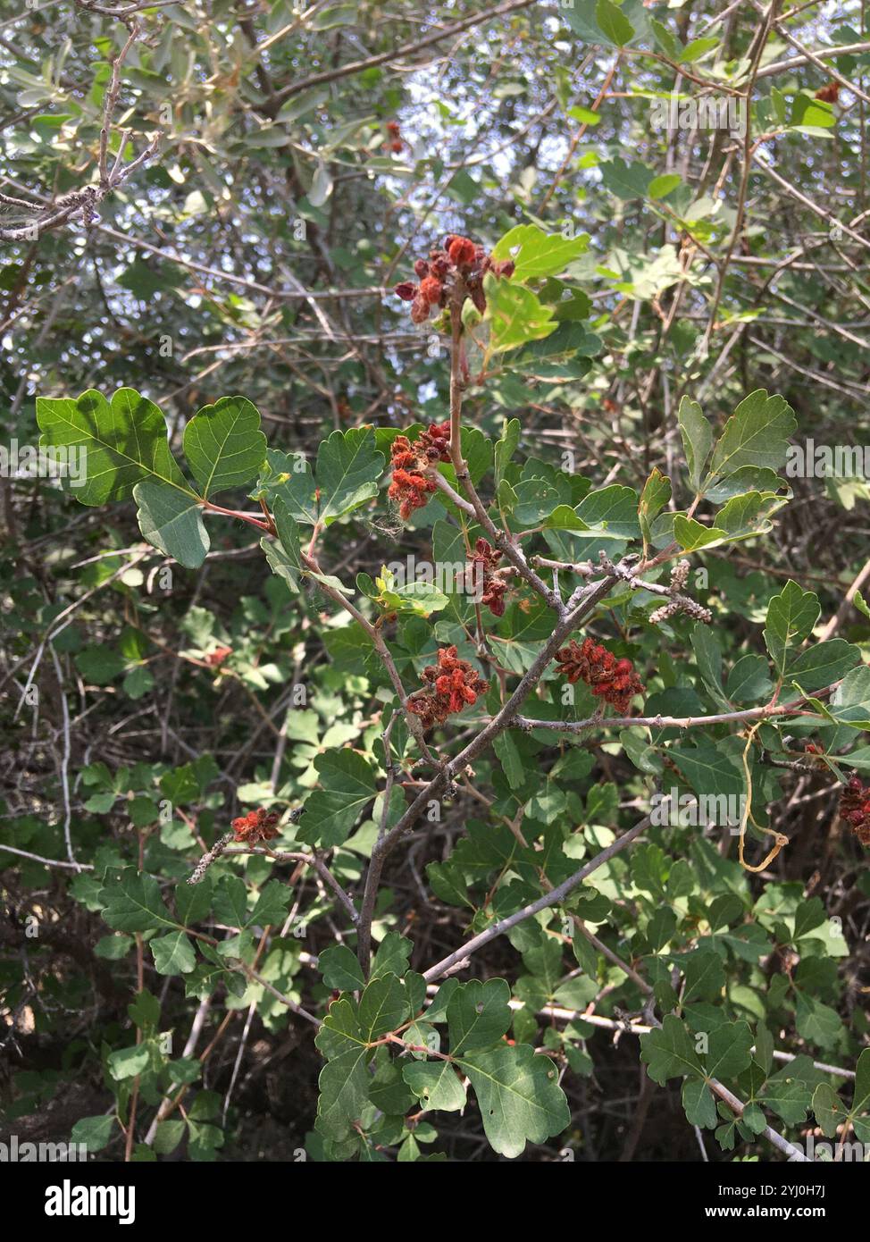 fragrant sumac (Rhus aromatica Stock Photo - Alamy
