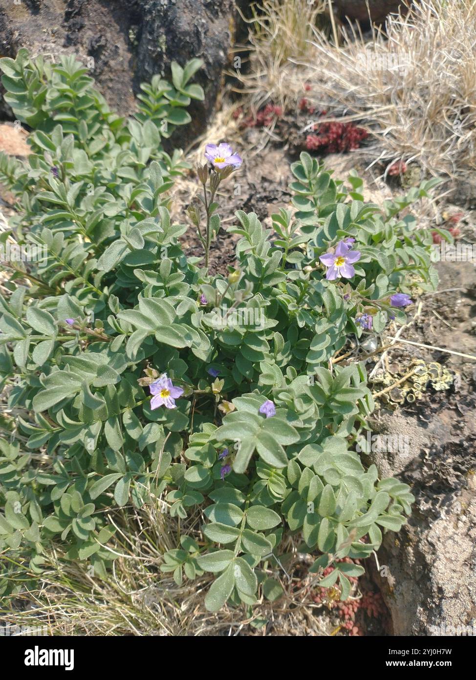 (Polemonium pulcherrimum pulcherrimum Stock Photo - Alamy