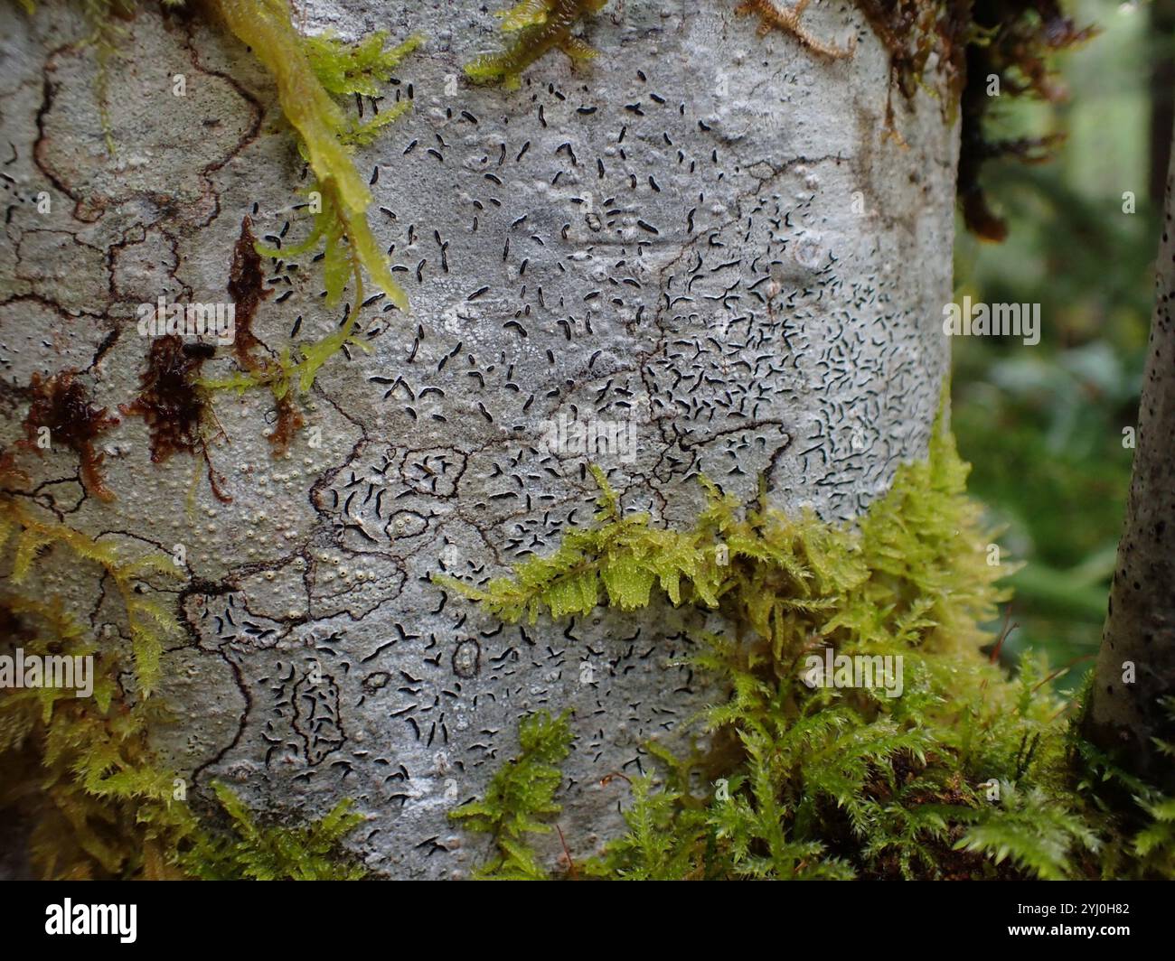 Graffiti Lichens (Graphis Stock Photo - Alamy