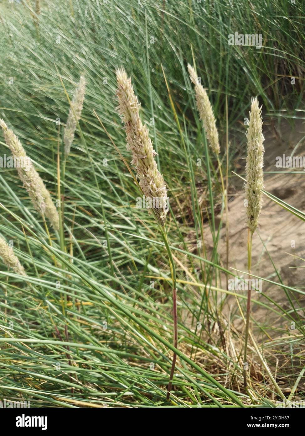 European marram grass (Calamagrostis arenaria Stock Photo - Alamy