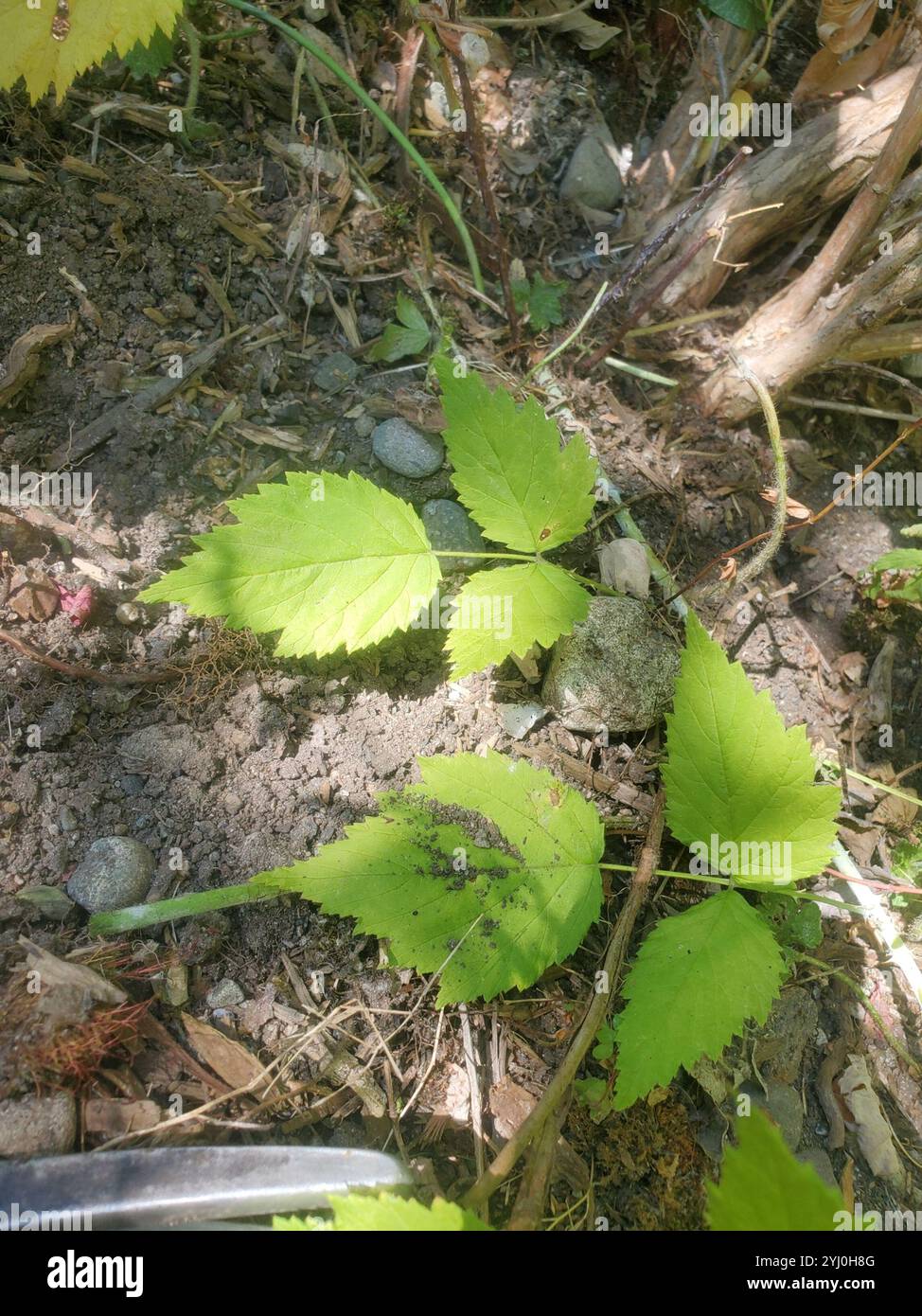 whitebark raspberry (Rubus leucodermis Stock Photo - Alamy