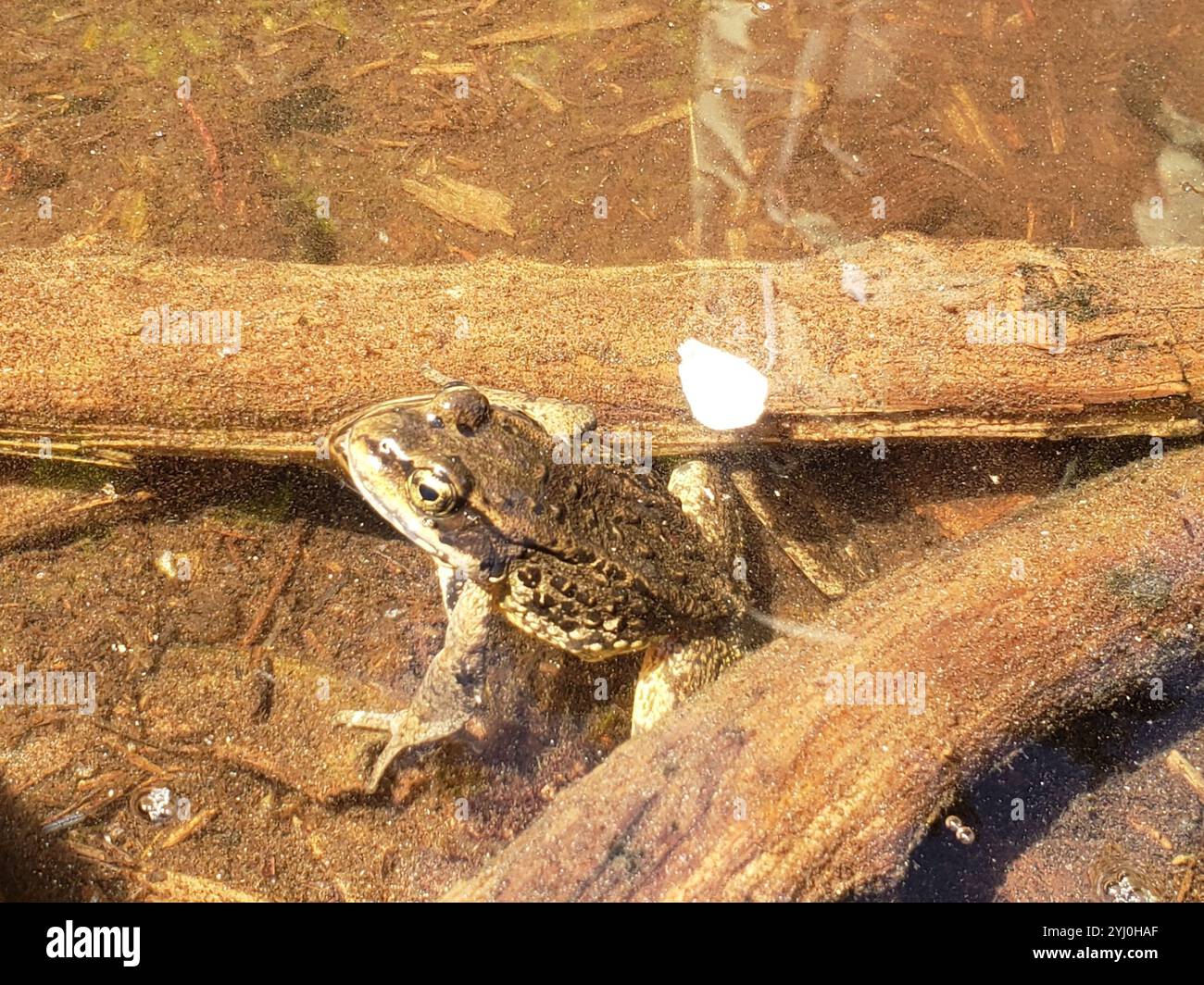 Cascades Frog (Rana cascadae Stock Photo - Alamy