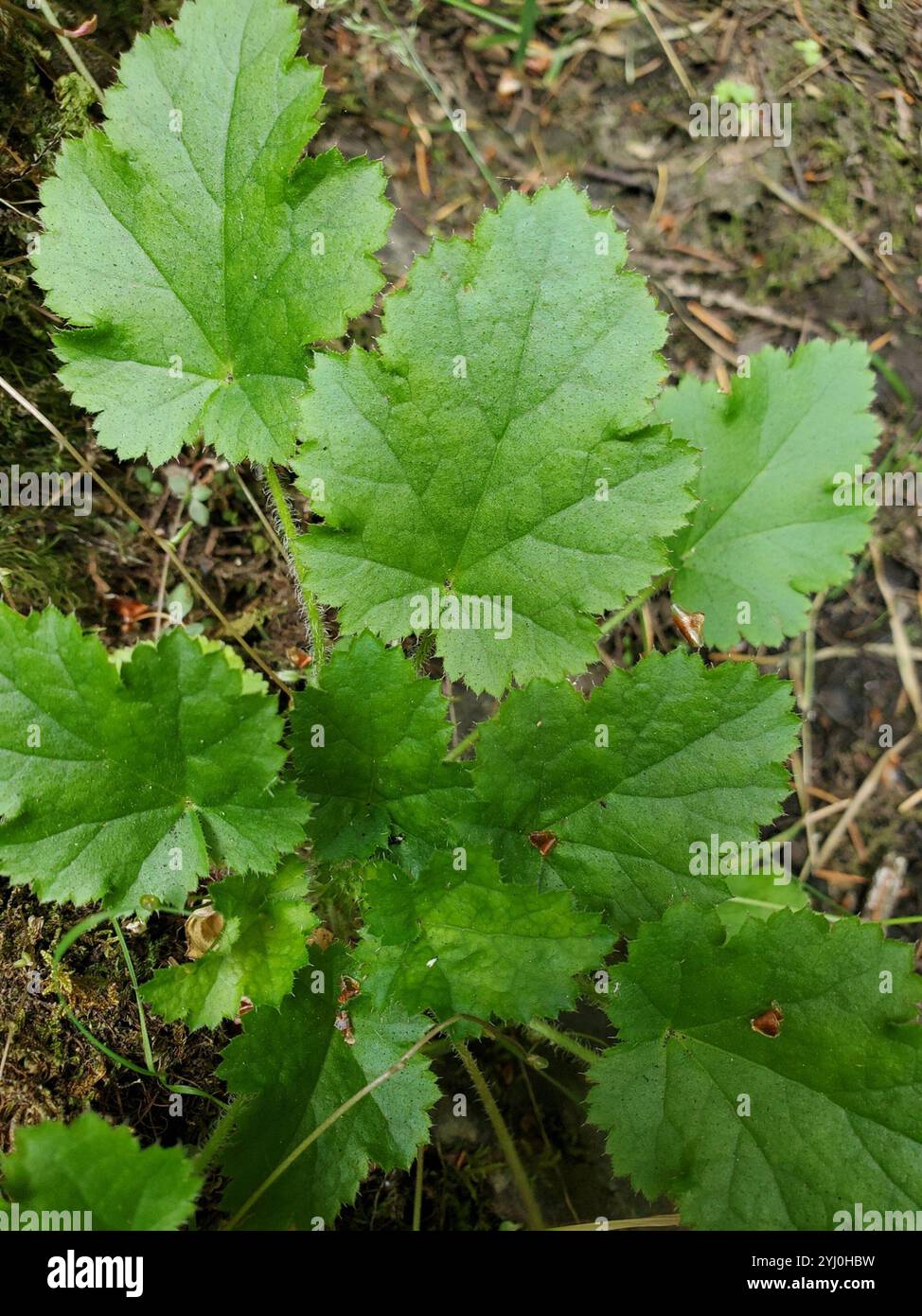 crevice alumroot (Heuchera micrantha Stock Photo - Alamy
