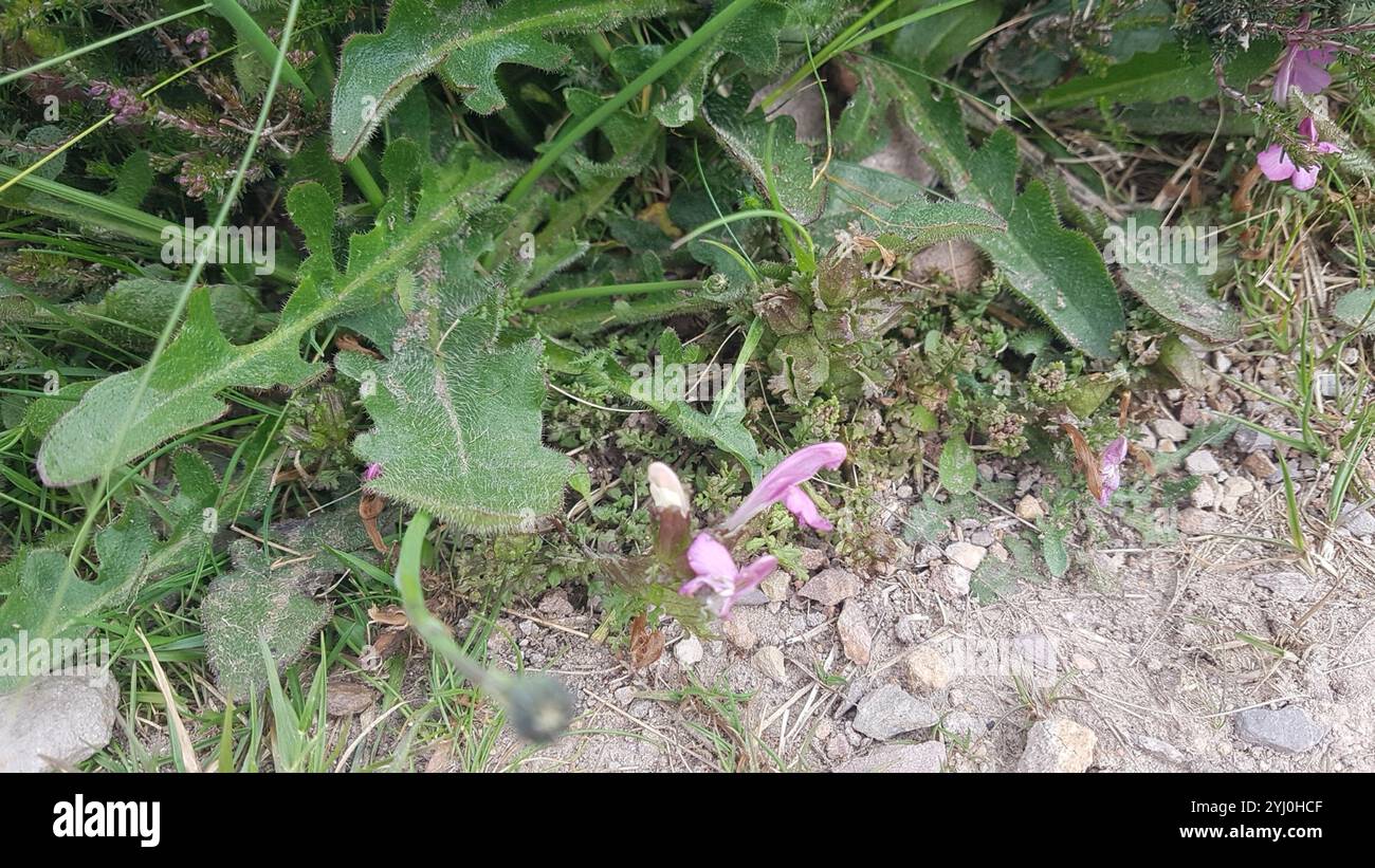 Common Lousewort (Pedicularis sylvatica Stock Photo - Alamy