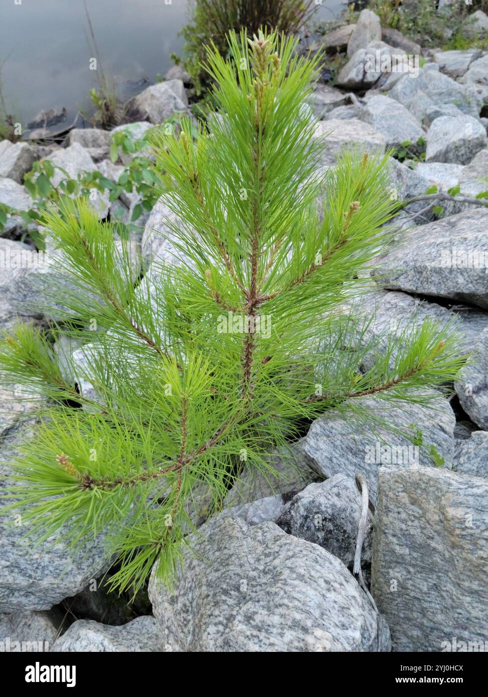 hard pines (Pinus Stock Photo - Alamy