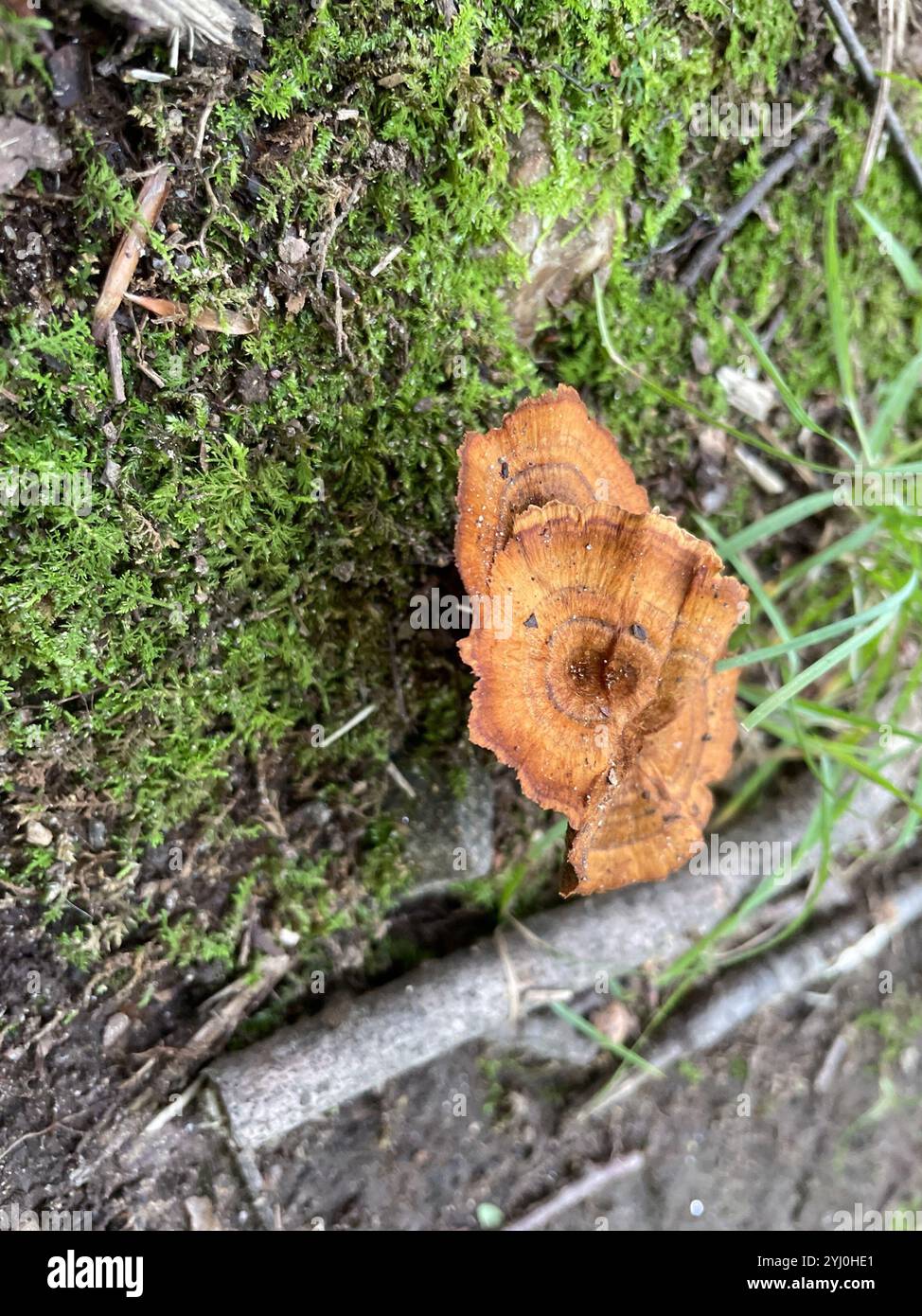 Shiny cinnamon polypore (Coltricia cinnamomea Stock Photo - Alamy