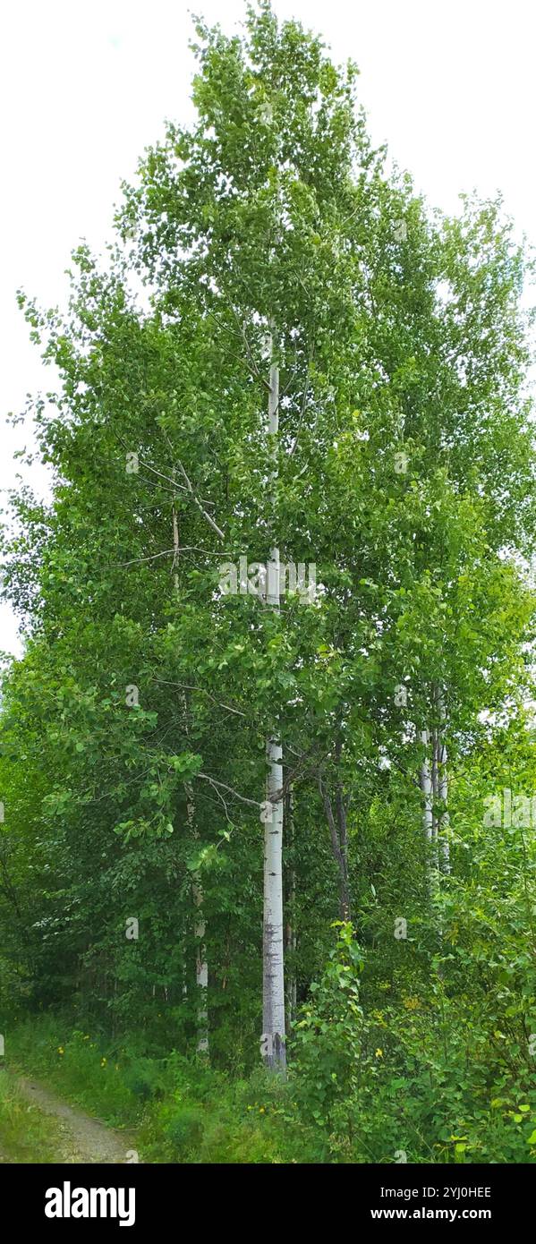 European aspen (Populus tremula Stock Photo - Alamy