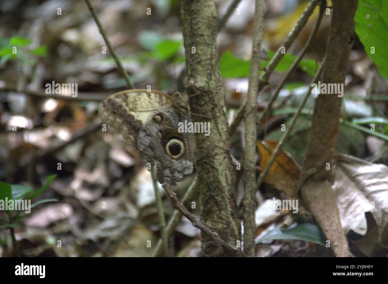 Telamonius hi-res stock photography and images - Alamy