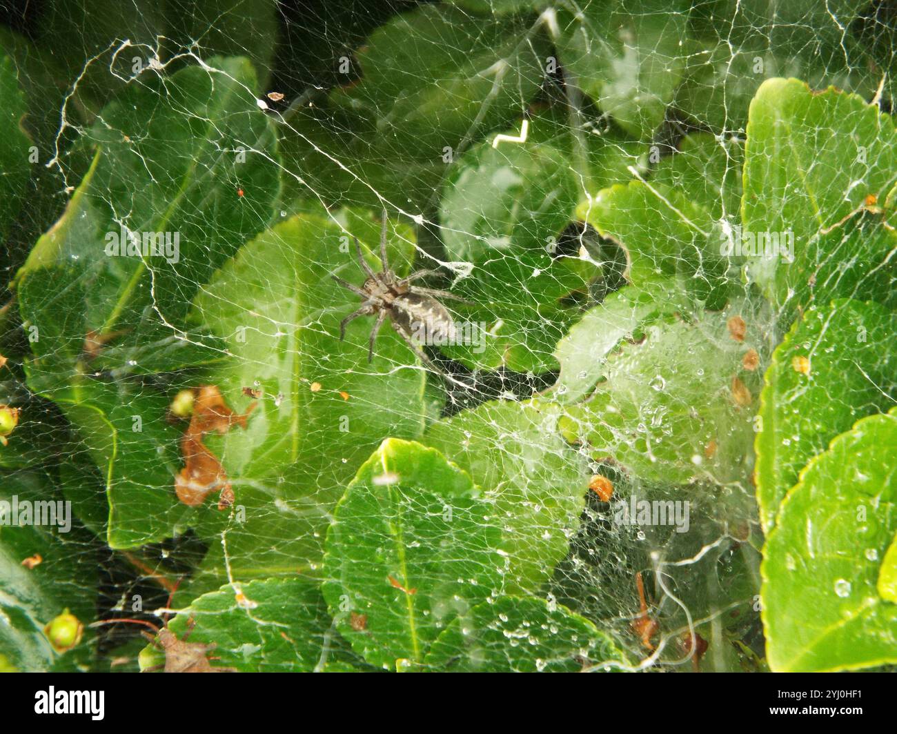 Labyrinth spider (Agelena labyrinthica Stock Photo - Alamy