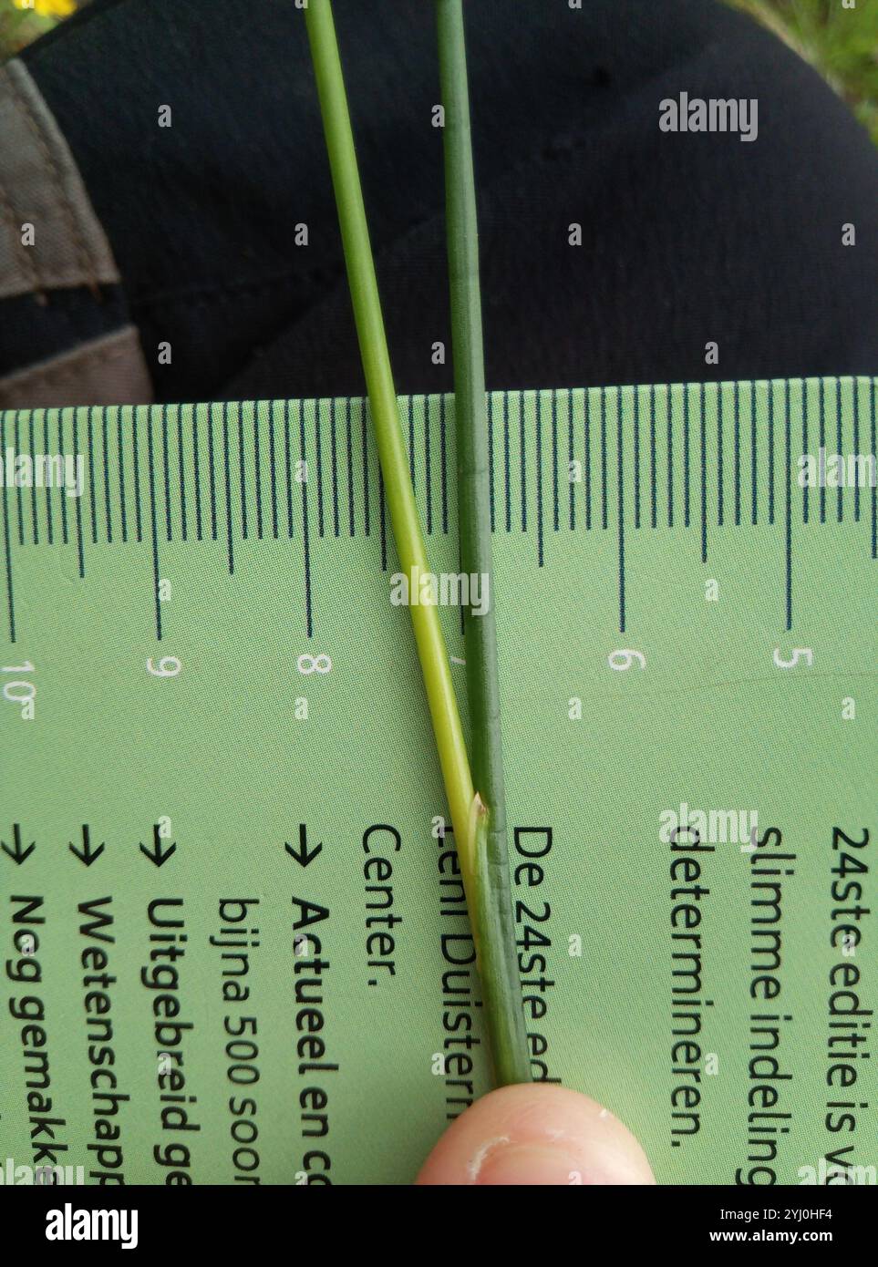 Sharp-flowered Rush (Juncus acutiflorus Stock Photo - Alamy