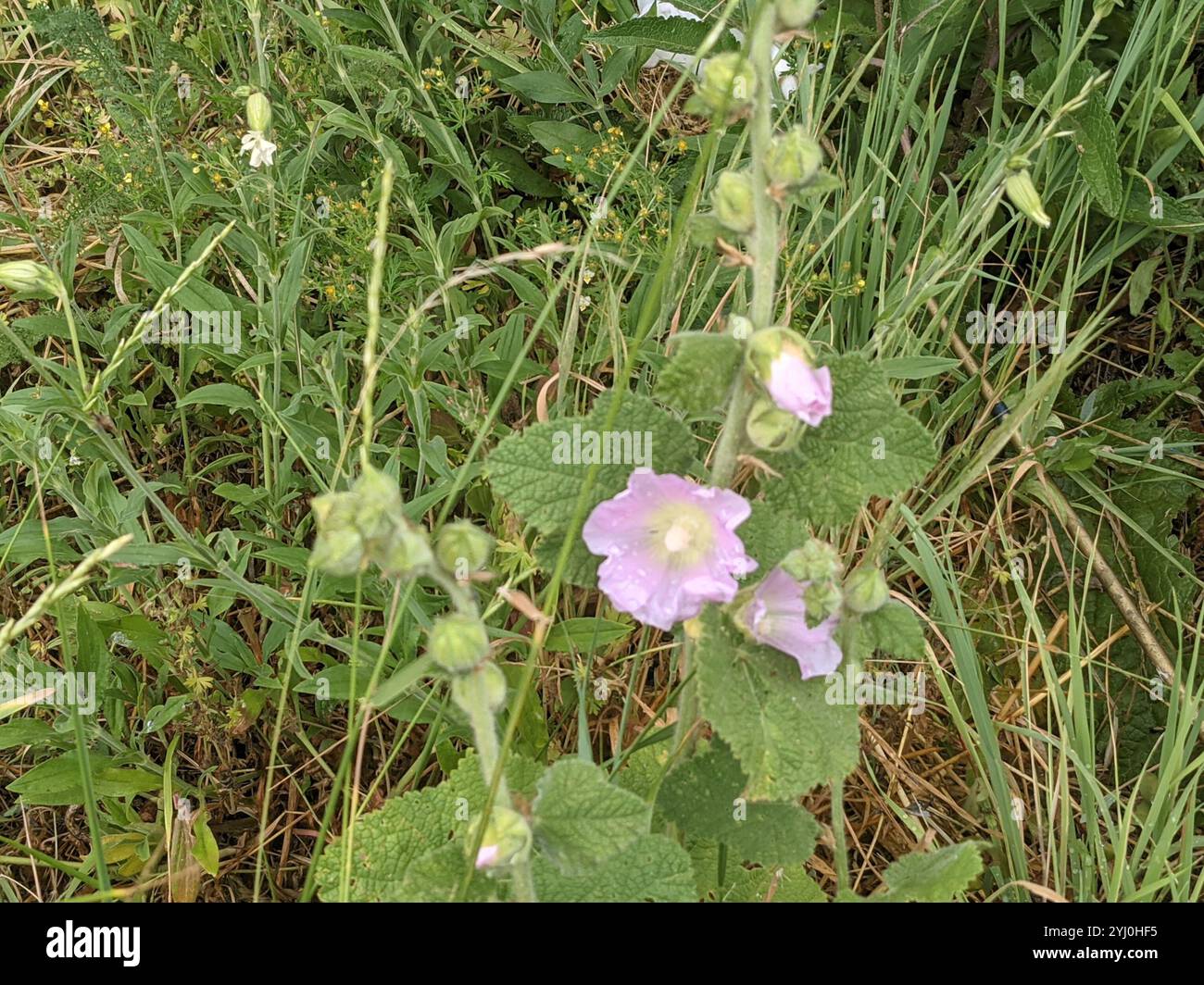 Pale Hollyhock (Alcea biennis Stock Photo - Alamy