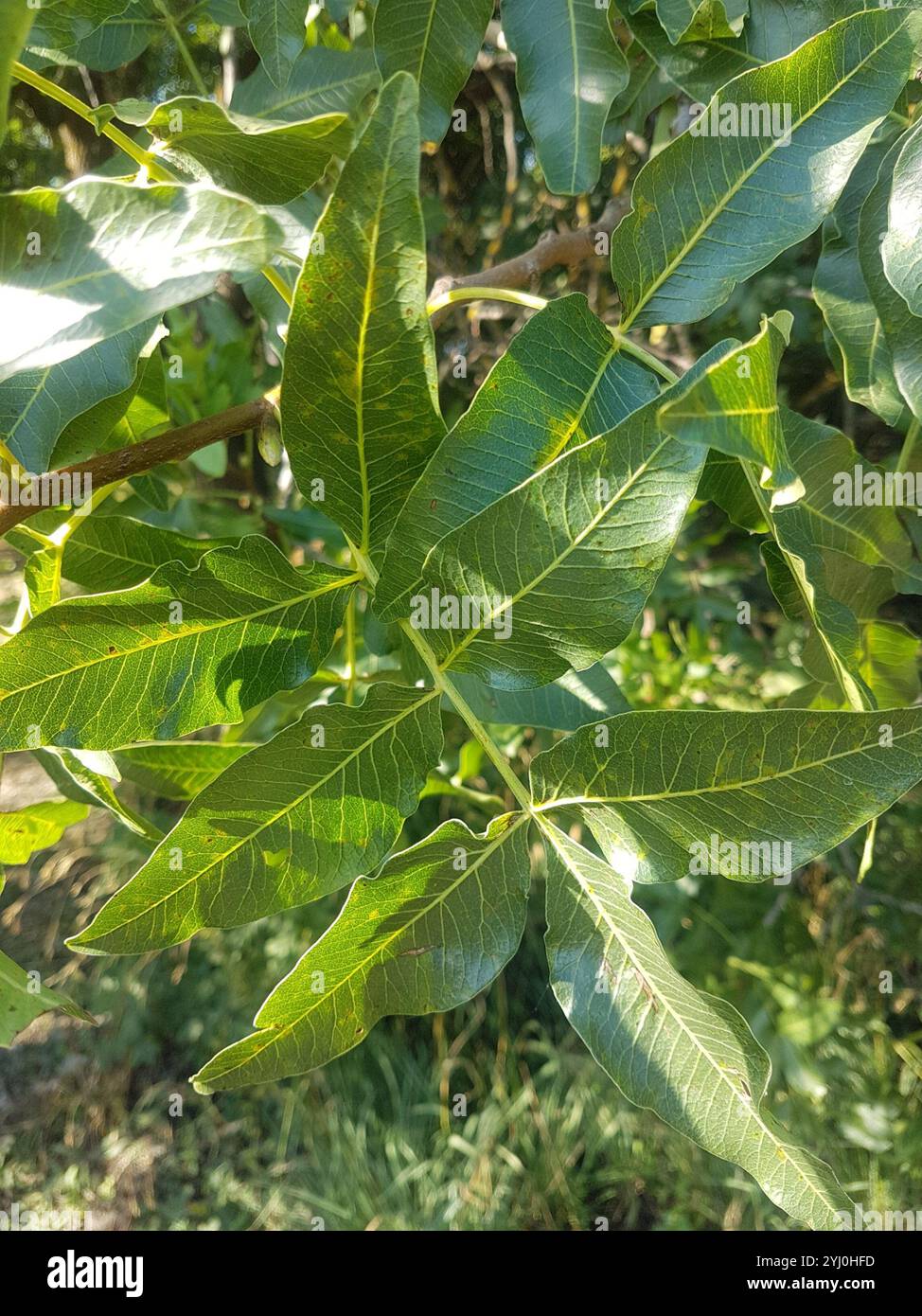 wild pistachio tree (Pistacia atlantica mutica Stock Photo - Alamy