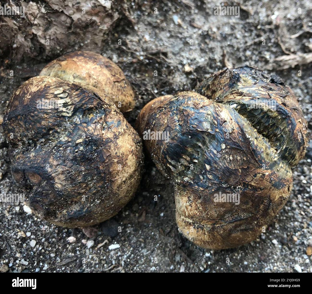 American Dyeball (Pisolithus arenarius Stock Photo - Alamy