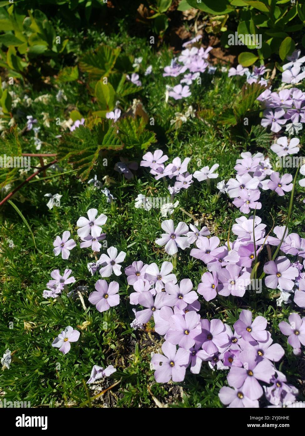 spreading phlox (Phlox diffusa Stock Photo - Alamy