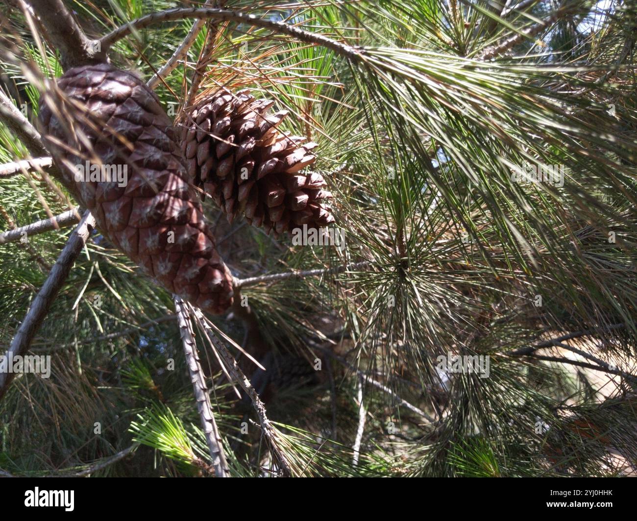 Aleppo pine (Pinus halepensis Stock Photo - Alamy