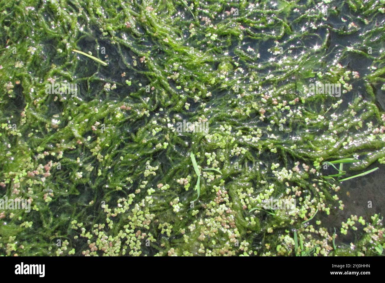 green algae (Chlorophyta Stock Photo - Alamy
