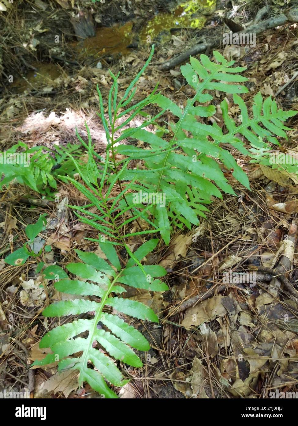 netted chain fern (Woodwardia areolata Stock Photo - Alamy