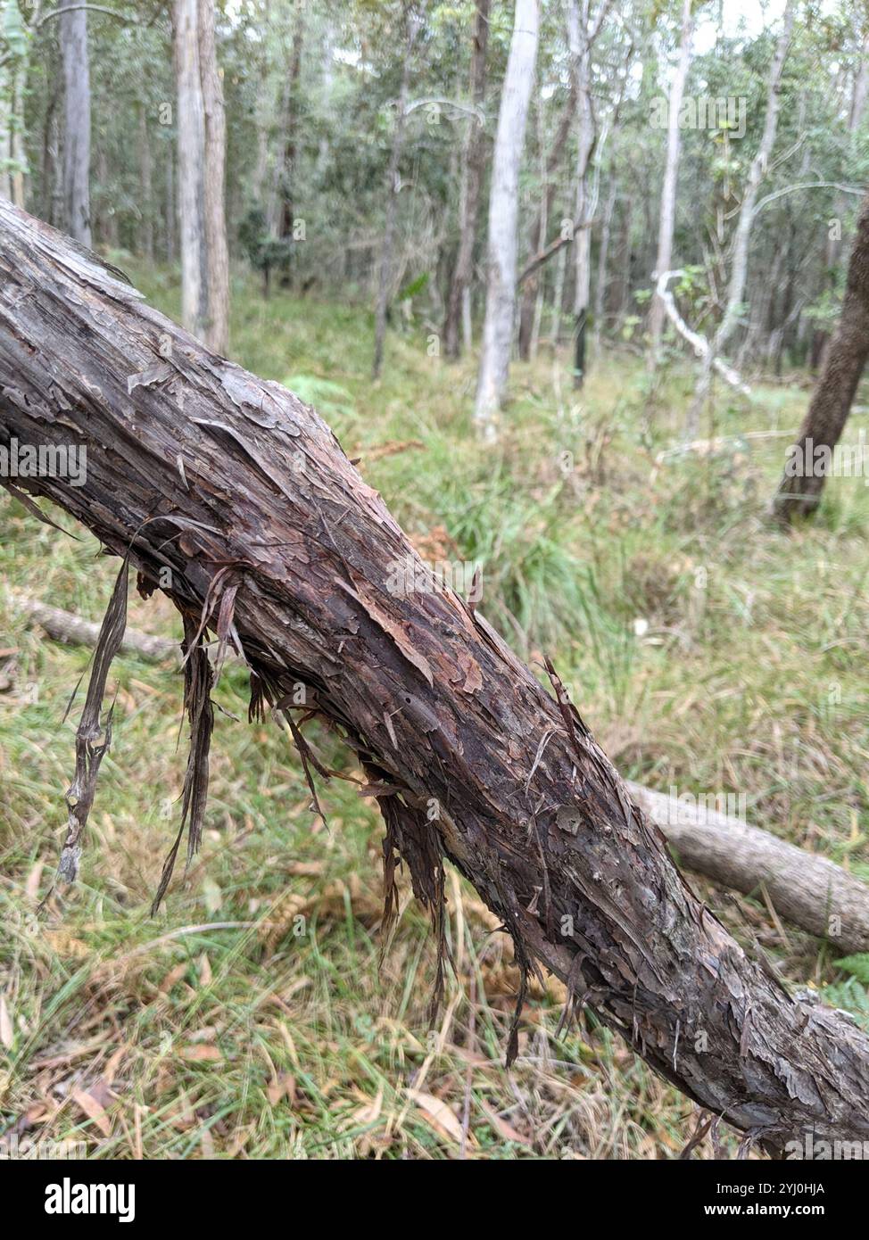 Paperbark Tea Tree (Gaudium trinervium Stock Photo - Alamy