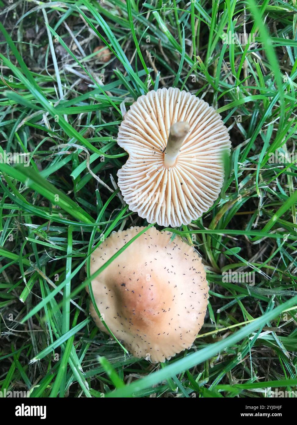 fairy ring marasmius (Marasmius oreades Stock Photo - Alamy