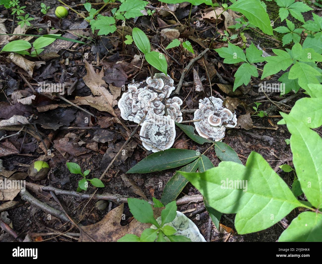 Black Tooth (Phellodon niger Stock Photo - Alamy