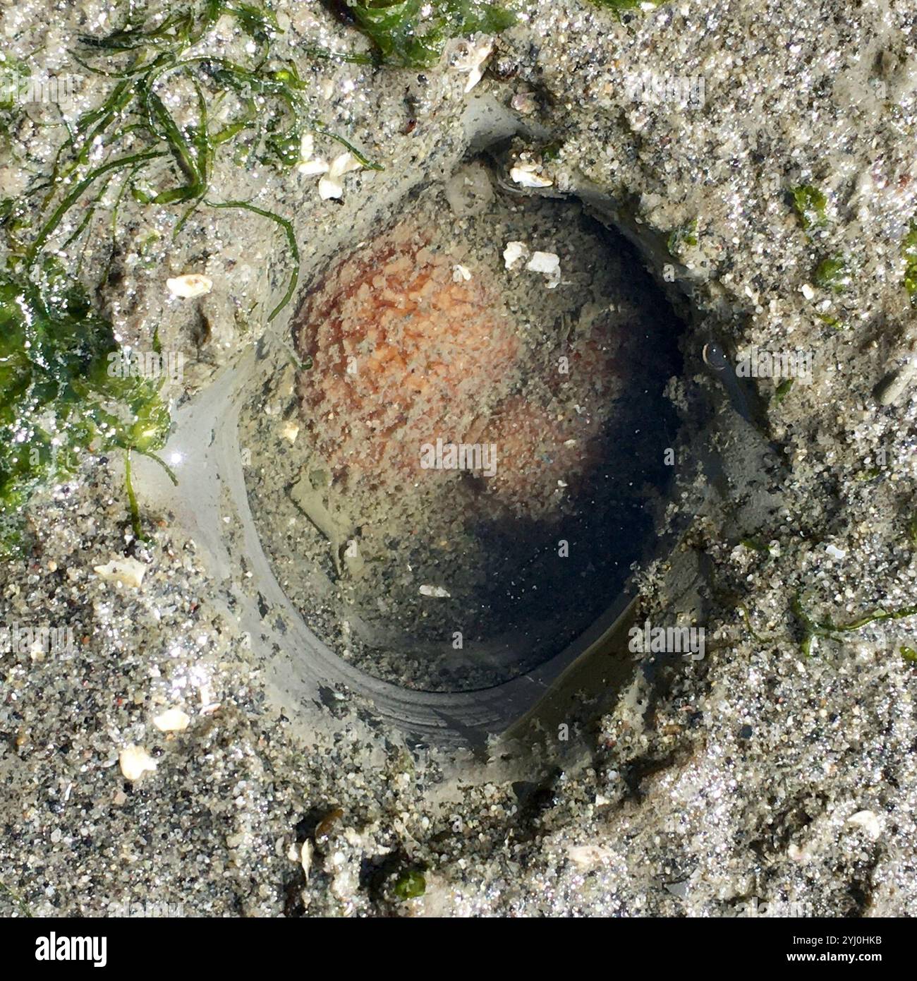 Rough piddock hi-res stock photography and images - Alamy