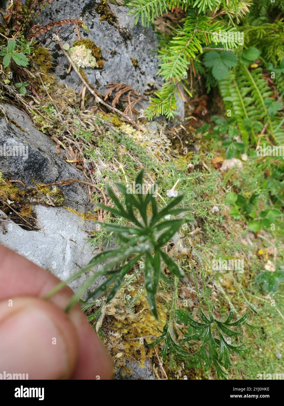 Cutleaf Anemone (Anemone multifida Stock Photo - Alamy