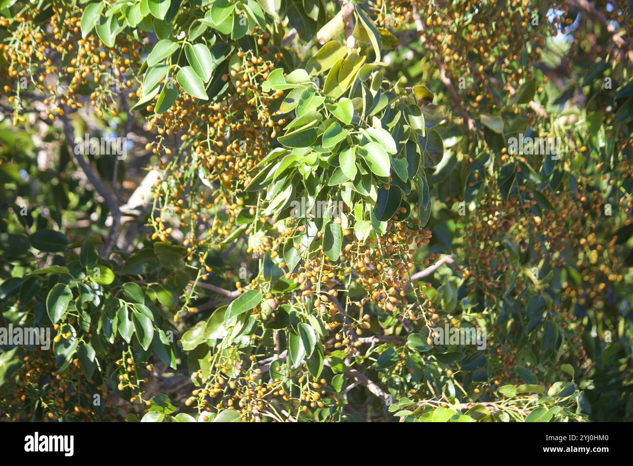 Poisonwood (Metopium toxiferum Stock Photo - Alamy
