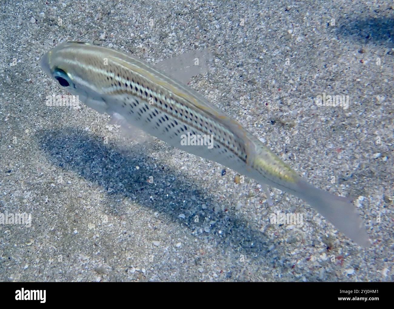 Arabian Monocle Bream (Scolopsis ghanam Stock Photo - Alamy