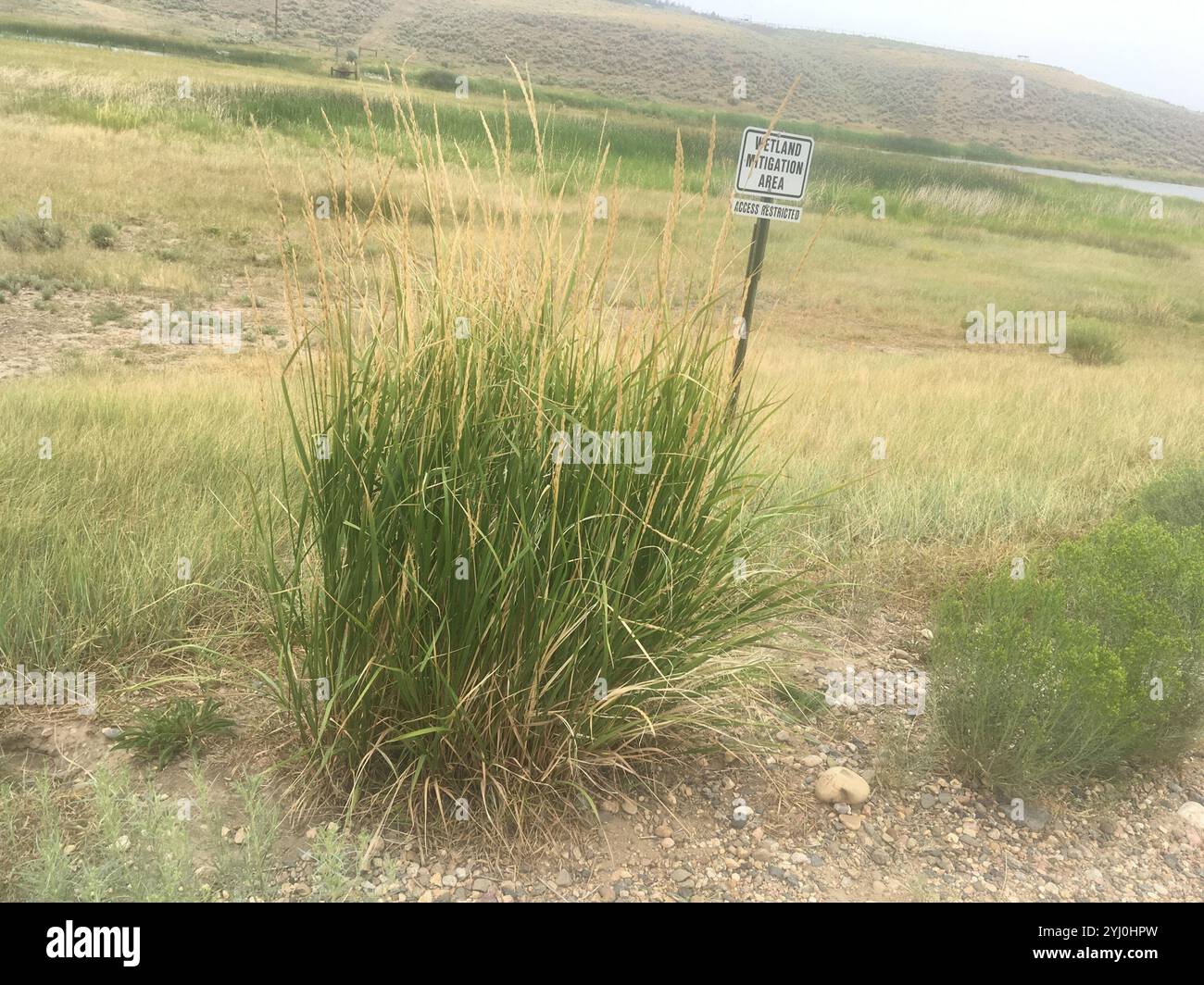 Leymus cinereus hi-res stock photography and images - Alamy