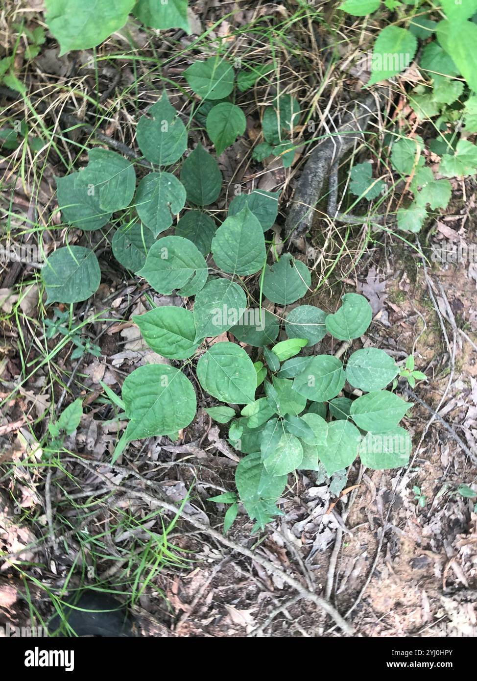 Boykin's Clusterpea (Lackeya multiflora Stock Photo - Alamy