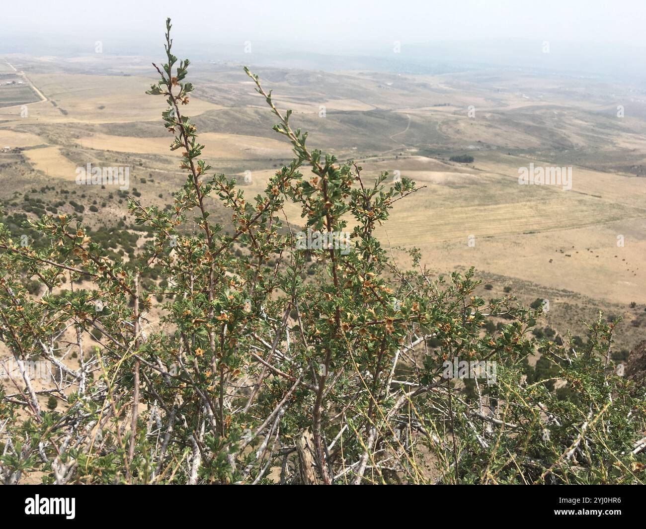Antelope Bitterbrush (Purshia tridentata Stock Photo - Alamy